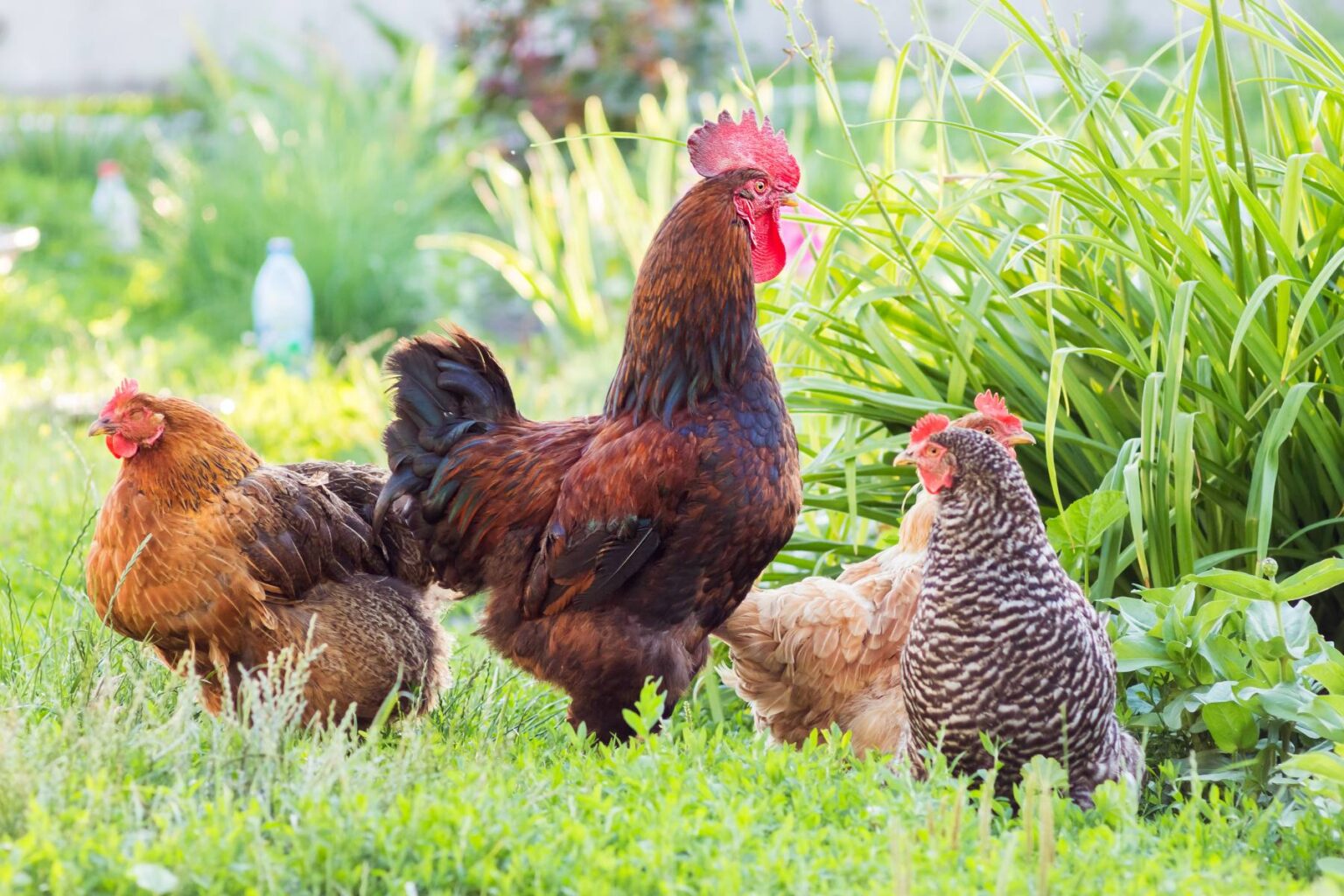 Chicken Behavior Shows Your Birds May be Smarter Than You Think ...